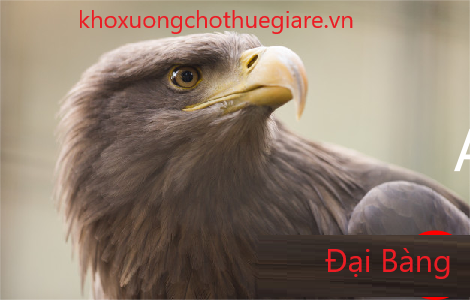 Đại bàng và 7 bài học rút tỉa mà người thành công thường áp dụng trong ...